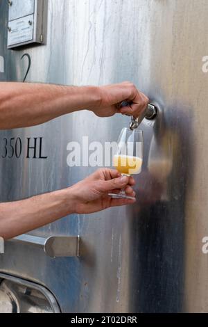 Works at distillery, first fermentation. Harvest time in Cognac white ...