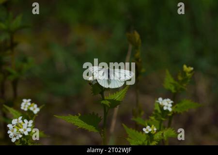 Pieris napi Artogeia napi Family Pieridae Genus Pieris Green-veined ...