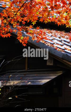 Red Japanese maples brighten up the garden of an old Japanese house ...