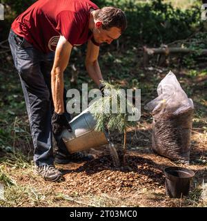 Gardener watering newly planted pine tree from bucket Stock Photo - Alamy