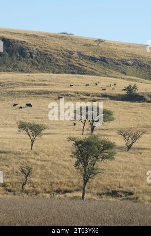The farm animals in the Drakensberg region, KZN, South Africa Stock ...