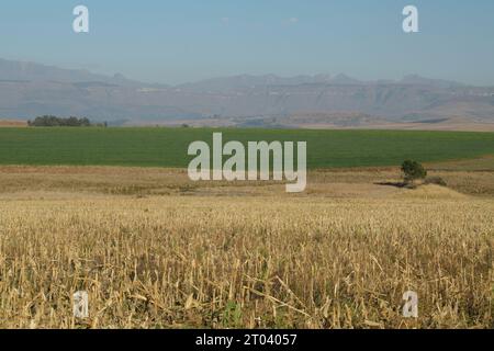 Commercial Maize Farming in Africa Stock Photo - Alamy