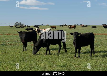 The farm animals in the Drakensberg region, KZN, South Africa Stock ...