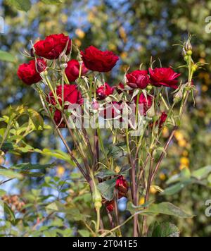 'Hope for Humanity' Shrub Rose, Buskros (Rosa Stock Photo - Alamy