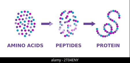 Collagen structure. Amino acid sequence chain form three polypeptides coil to form tropocollagen ...