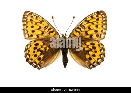 Dark Green Fritillary female - Speyeria aglaja Stock Photo - Alamy