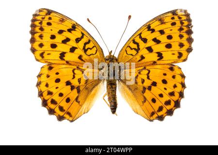 marbled fritillary (Brenthis daphne), male, upper side, cut out Stock ...
