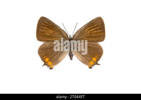 blue-spot hairstreak (Strymonidia spini, Satyrium spini), male, upper ...