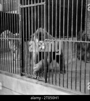 The Zoo, Southampton, Hampshire Stock Photo - Alamy