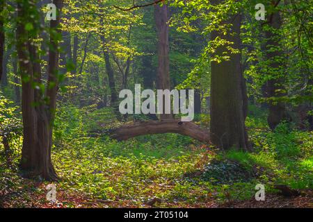 Highgate Wood in North London, England Stock Photo - Alamy