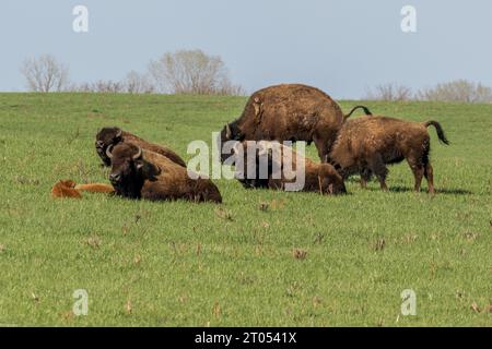 A herd of American bison in Midewin National Tallgrass Prairie in ...