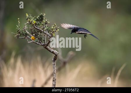 Southern Anteater-Chat in flight and red headed weaver in Kruger ...