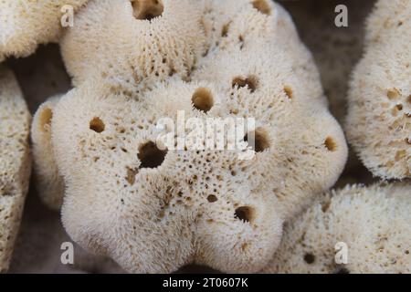 natural sponge from Kalymnos, Greece isolated on white background Stock ...