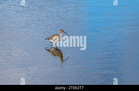 Curlew wading in water, Aberlady Bay nature reserve, East Lothian ...