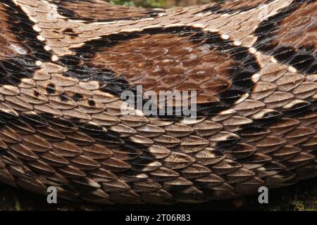 Russell's viper ( Daboia russelii ) closeup,venomous snake living in ...