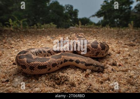 Rough-scaled Sand Boa (Eryx conicus Stock Photo - Alamy