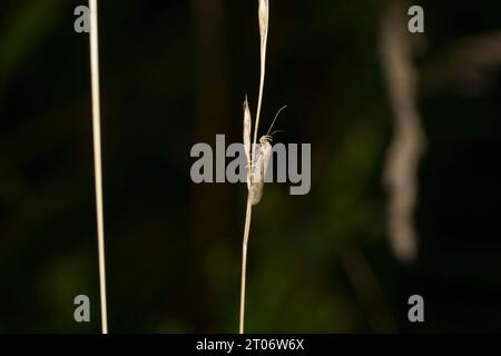 Bryotropha galbanella Family Gelechiidae Genus Bryotropha moth wild ...