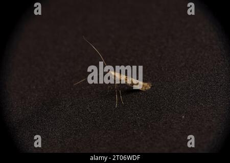 Caloptilia populetorum Family Gracillariidae Genus Caloptilia Clouded ...