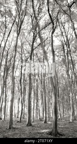 Woodland trees with crative blur and intentional camera movement Stock ...