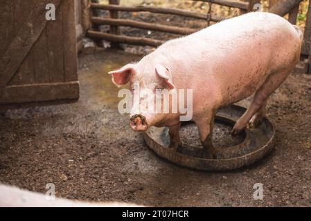 Big pig playing in mud on pig farm Stock Photo - Alamy