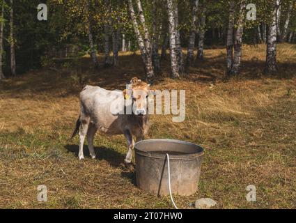 The Busha is a breed or group of breeds of small short-horned cattle ...