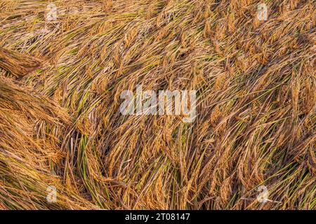 A paddy field fallen by storm in Jashore, Bangladesh Stock Photo - Alamy