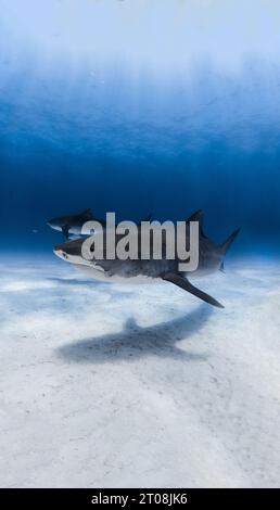Petting the shark. Grand Bahama, Bahamas: INCREDIBLE IMAGES captured a ...
