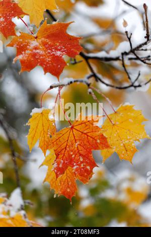 Snow in October, winter comes too early, the colourful autumn leaves of ...