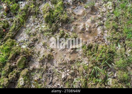 Autumnal post-harvested field waterlogged from autumn rains and bad ...