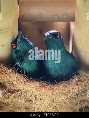 A pair of birds with distinct beaks in a wildlife scene Stock Photo - Alamy