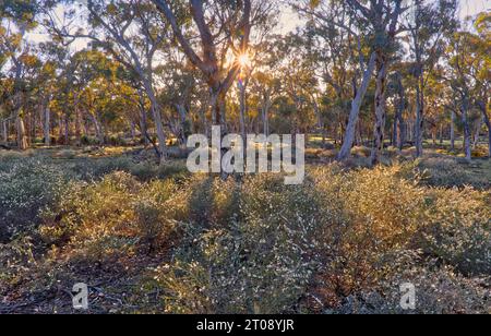 Landscape panorama of Wandoo tree forest in morning light at Dryandra ...