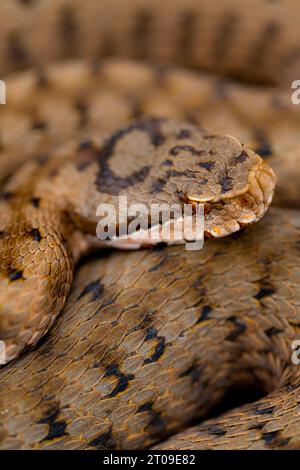 Closeup coronella austriaca snake with dark spots and shining body ...