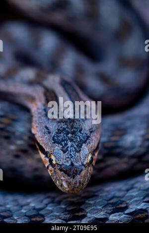 High angle of blue coronella austriaca snake with dark spots and ...