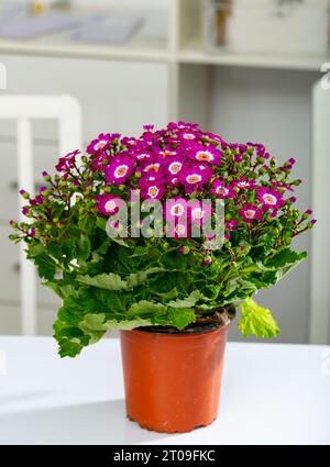 Colorful beautiful pink cineraria flowers Stock Photo - Alamy