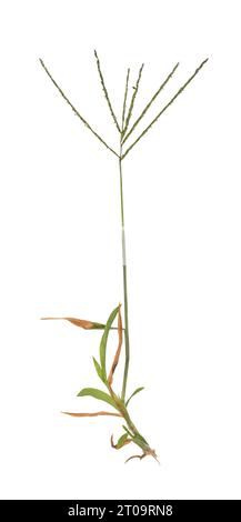 (Digitaria sanguinalis sanguinalis Stock Photo - Alamy