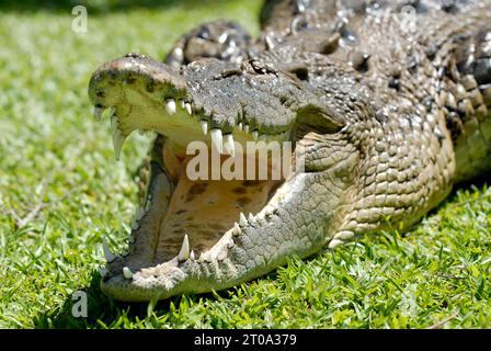 Krokodil *** Crocodile 08002308 x Stock Photo - Alamy