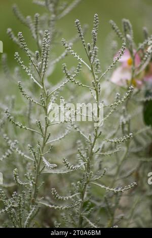 Fresh Santolina chamaecyparissus plant growing outdoors in autumn Stock ...