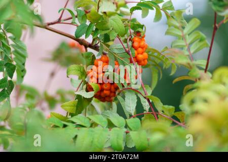 Rowan berry growing in clusters on the branches of a rowan tree ...