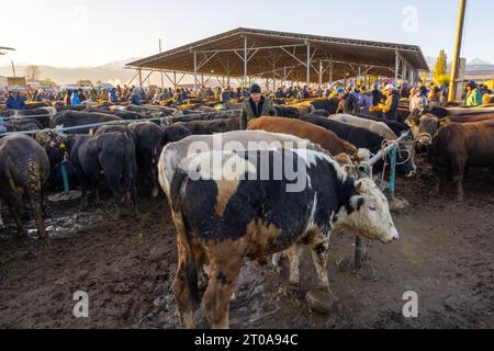 Weekly farm animals market in Karakol, Kyrgyzstan Stock Photo - Alamy