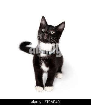 Curios cat sitting while looking at camera. Relaxed cute fluffy kitty ...
