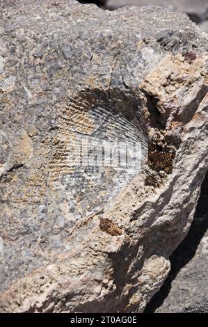 Fossil bivalve shell in limestone rock Stock Photo - Alamy