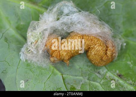 Silver Y caterpillar (Autographa gamma) parasitized by parasitoid wasps ...