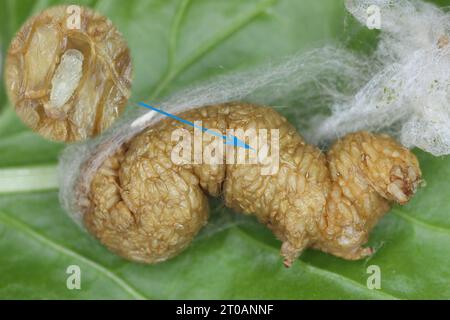 Silver Y caterpillar (Autographa gamma) parasitized by parasitoid wasps ...