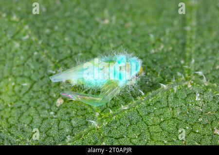 Small leafhopper (Empoasca) killed by fungus Beauveria. Biological ...