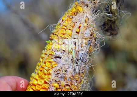 Corn, maize (Zea mays), damage by Fusarium. Germinating seeds on the ...