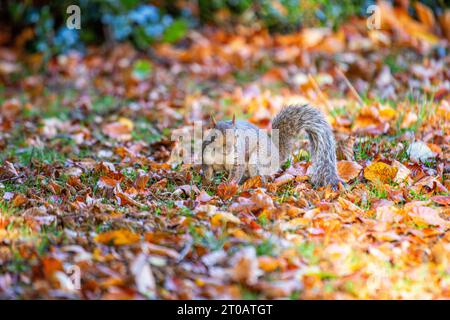 A grey squirrel, Sciurus carolinensis, spotted in the National Botanic ...