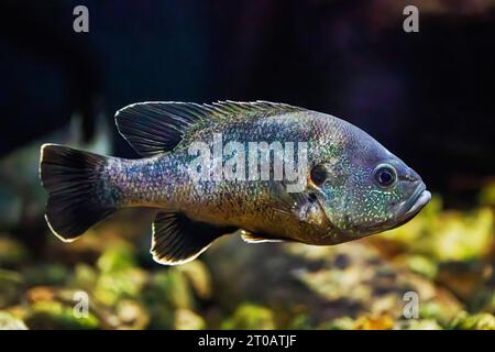 Green sunfish (Lepomis cyanellus), Arizona, USA Stock Photo - Alamy