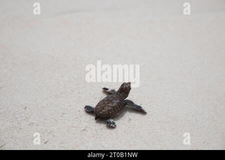 baby sea turtle seychelles Stock Photo - Alamy