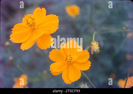Common Yellow Flowers, (Ganda), Indian Name, Blooming, Beautiful ...