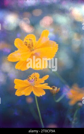 Common Yellow Flowers, (Ganda), Indian Name, Blooming, Beautiful ...